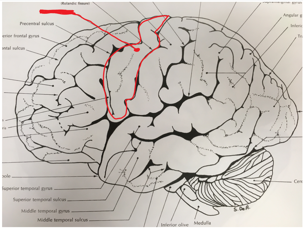 Inferior Frontal Sulcus