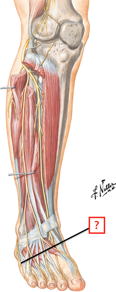 Veins Of The Leg Netter