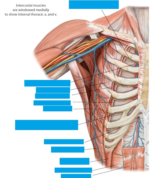 Ribs Flashcards | Memorang