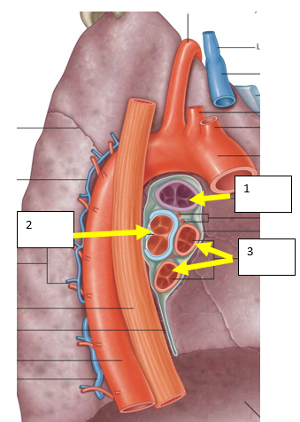 Structures Flashcards | Memorang