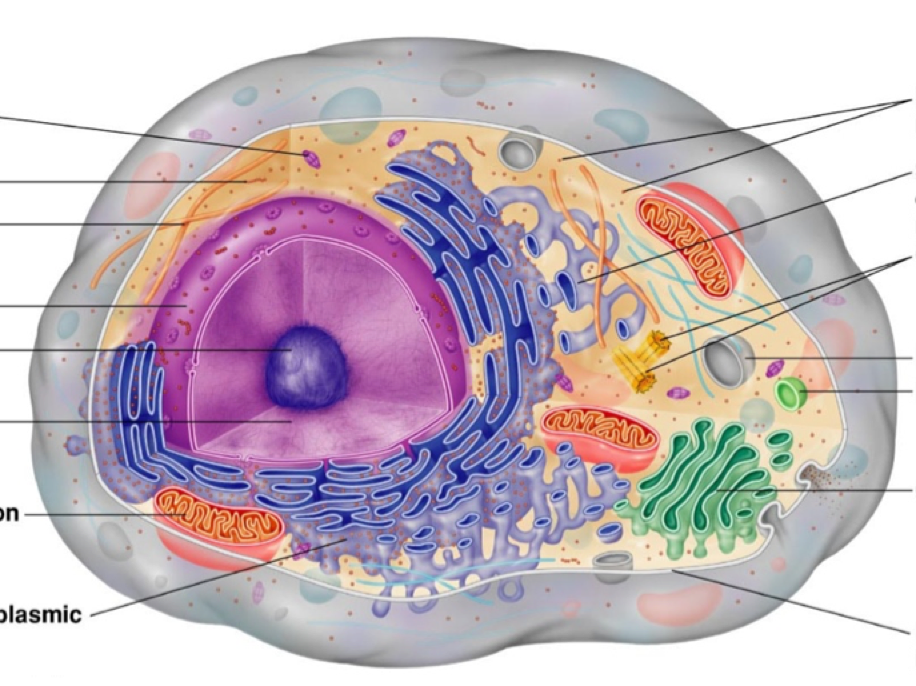 Transport Function, Membrane Potential and Cell Signalling Flashcards | Memorang