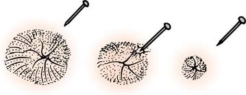 Reflexes Flashcards | Memorang