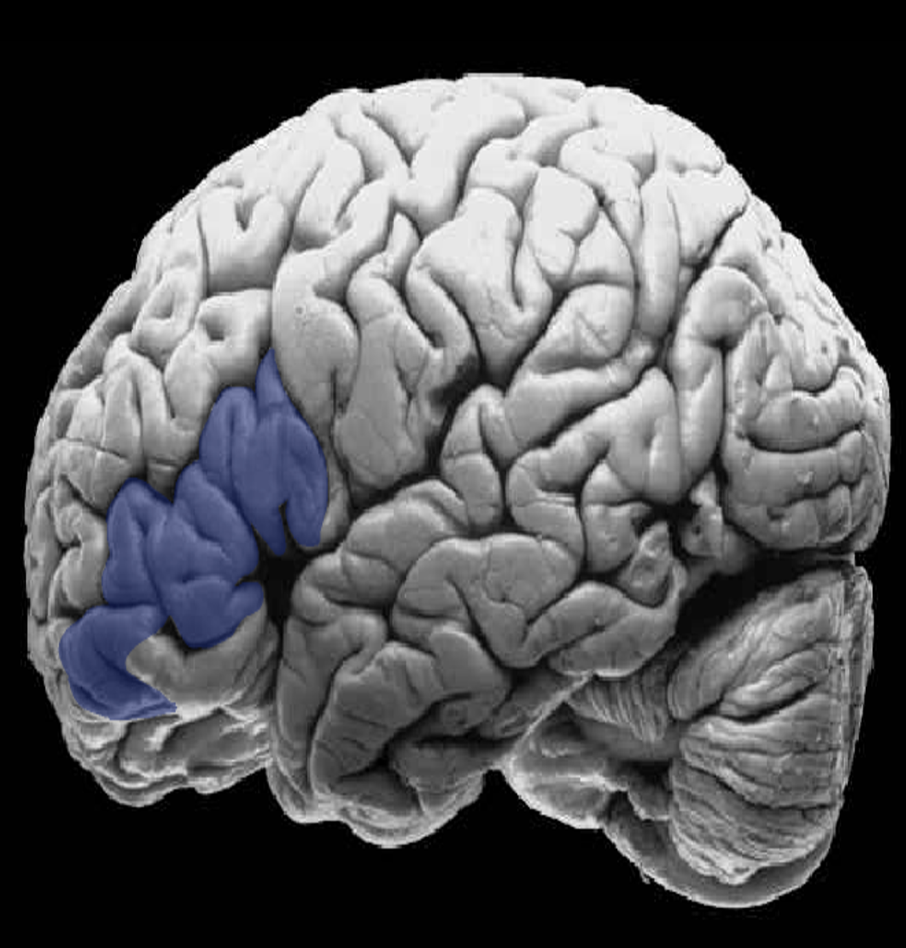 Neuroanatomy Flashcards | Memorang