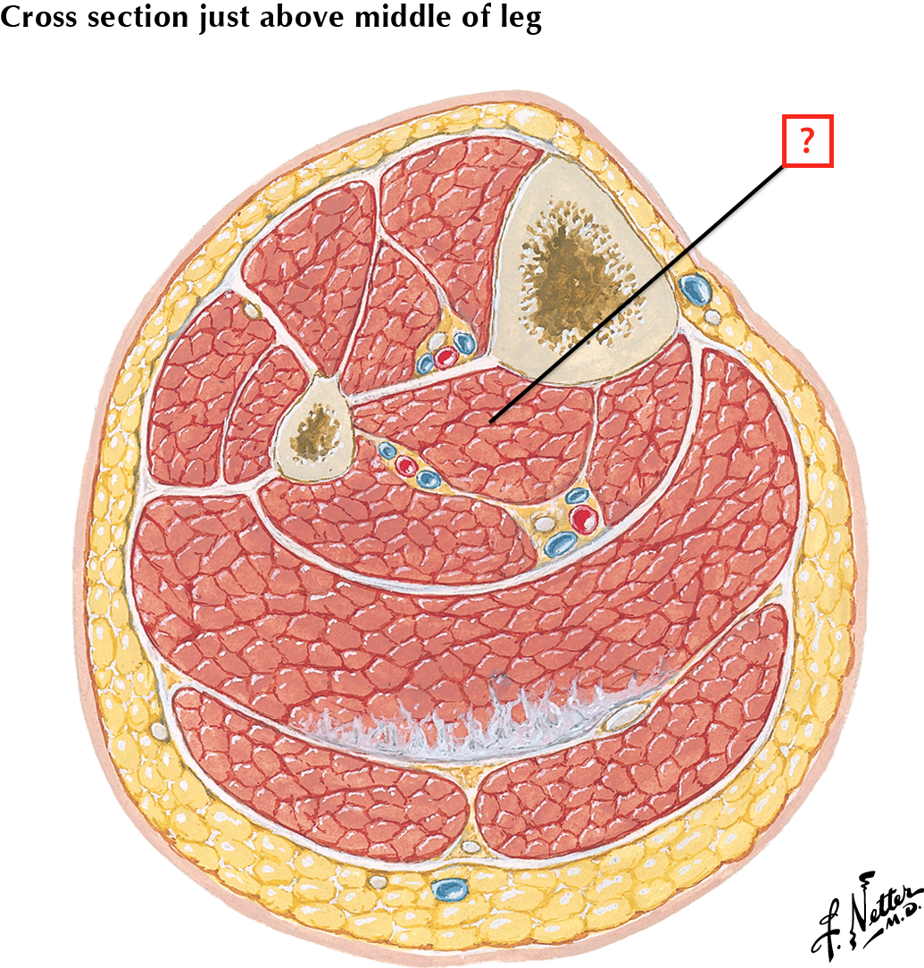 Flexor Hallucis Longus Cross Section Posterior Compartment Of The Leg