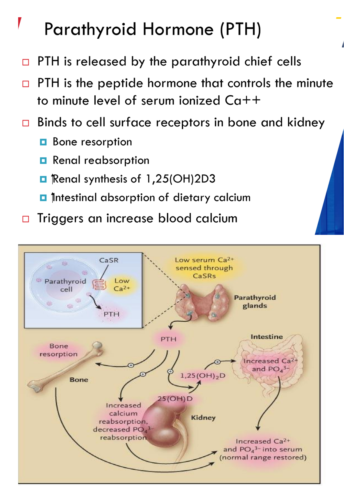 Function Of Chief Cells In Parathyroid Gland
