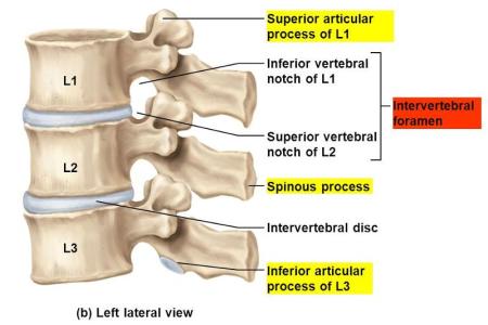 Superior Vertebral Notch