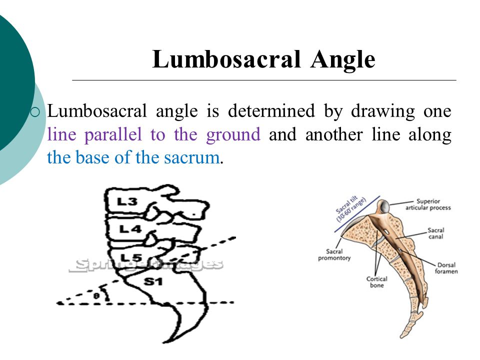 anatomy Flashcards | Memorang