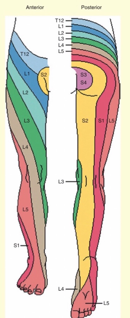 LE Dermatomes Flashcards | Memorang