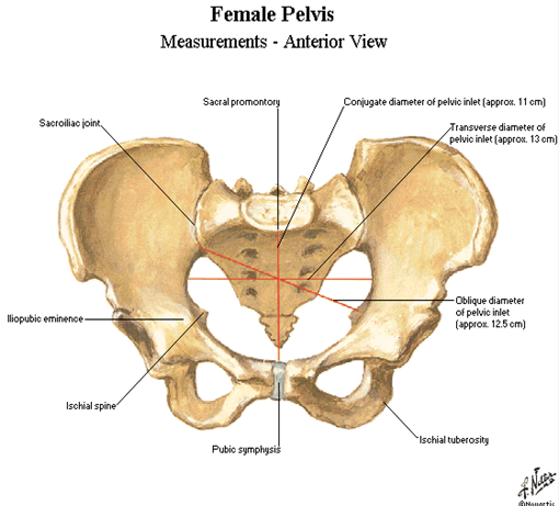 Apertura Pelvis Superior Et Inferior