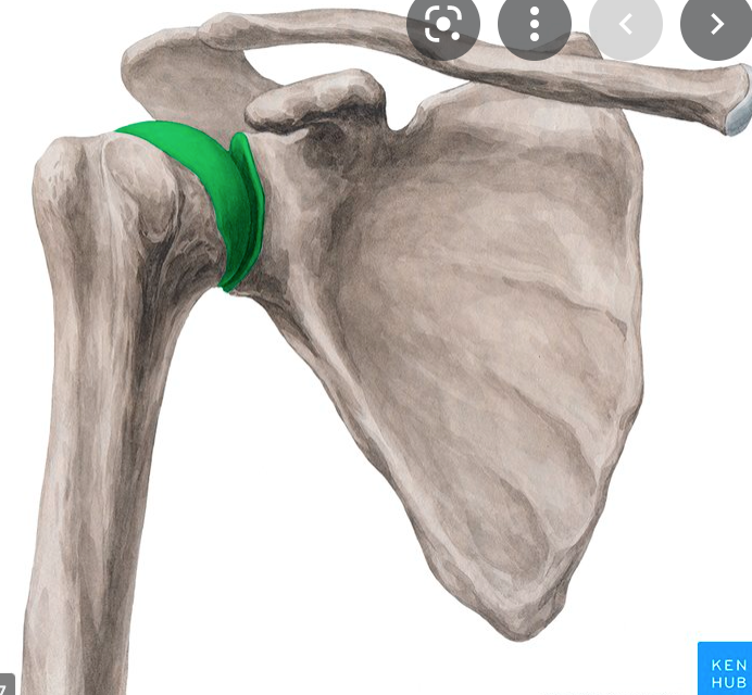 Close vs. Open packed Flashcards | Memorang
