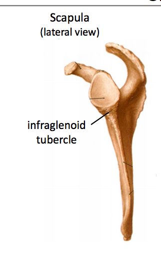 Infraglenoid Tubercle