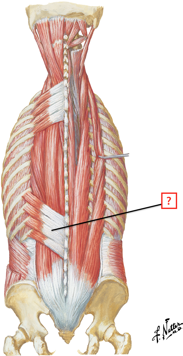 Semispinalis Multifidus Rotatores