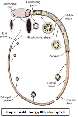 Endo Flashcards | Memorang
