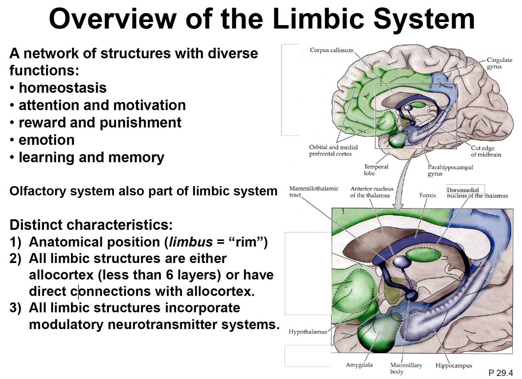 Limbic System Function