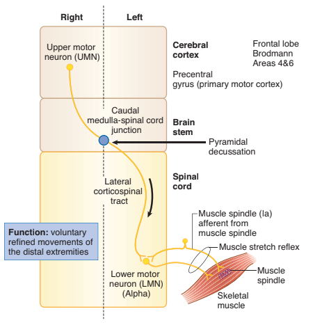 Upper Motor Neuron Function