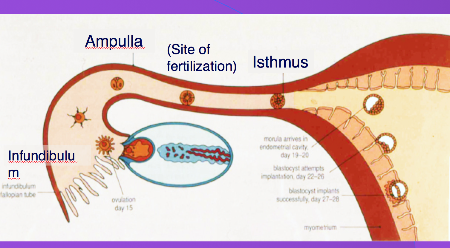 Ampulla Of Oviduct