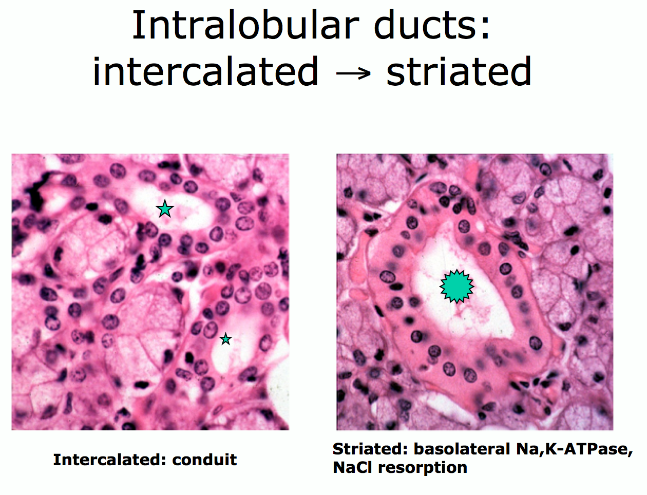 Histology Flashcards Memorang