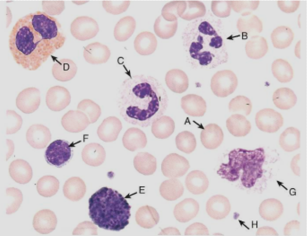 CBC Flashcards | Memorang