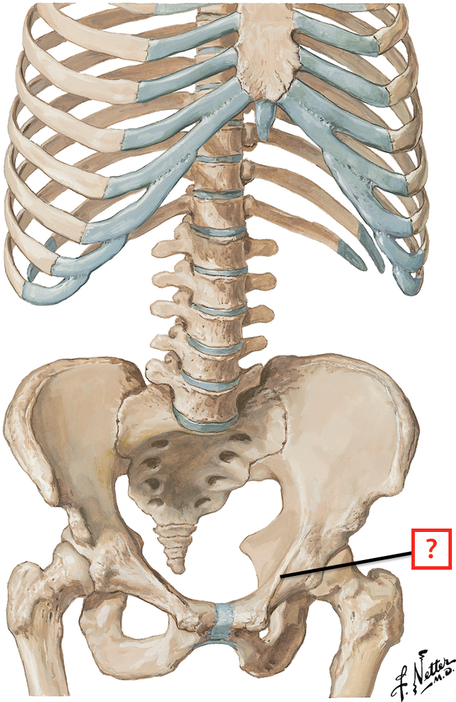 Netter Posterior Iliac Crest
