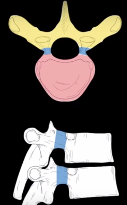 Anatomy Flashcards | Memorang