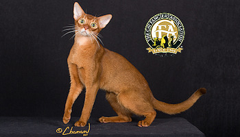 CFA cat breed identification Flashcards | Memorang