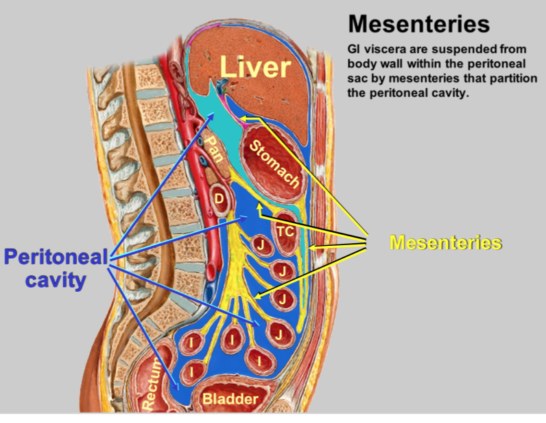 Gross Anatomy Abdominal Wall And Peritoneal Cavity Peritoneum And