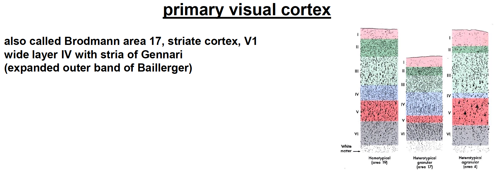 Primary Visual Cortex Layers