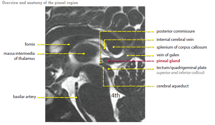 CORE Flashcards | Memorang