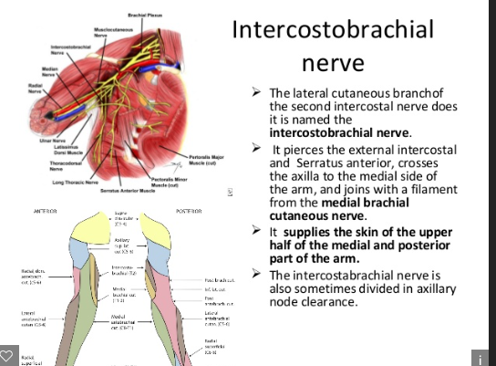 Intercostobrachial Nerve