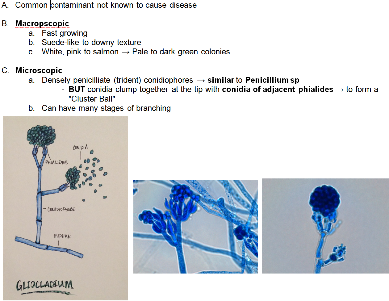 Hyalohyphomycosis Flashcards | Memorang