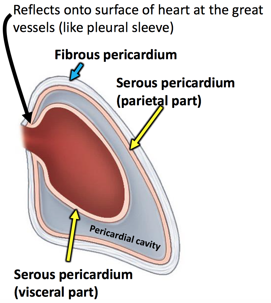 Parietal Layer Of Serous Perikardium Adalah