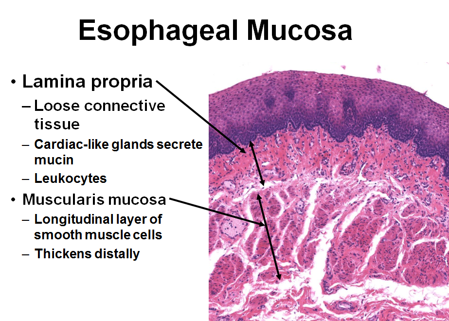 Lower Esophageal Sphincter Histology
