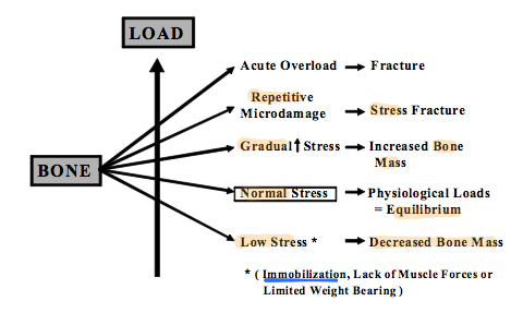 MSK Flashcards | Memorang