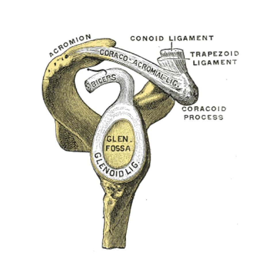 Shoulder Special Tests Flashcards | Memorang