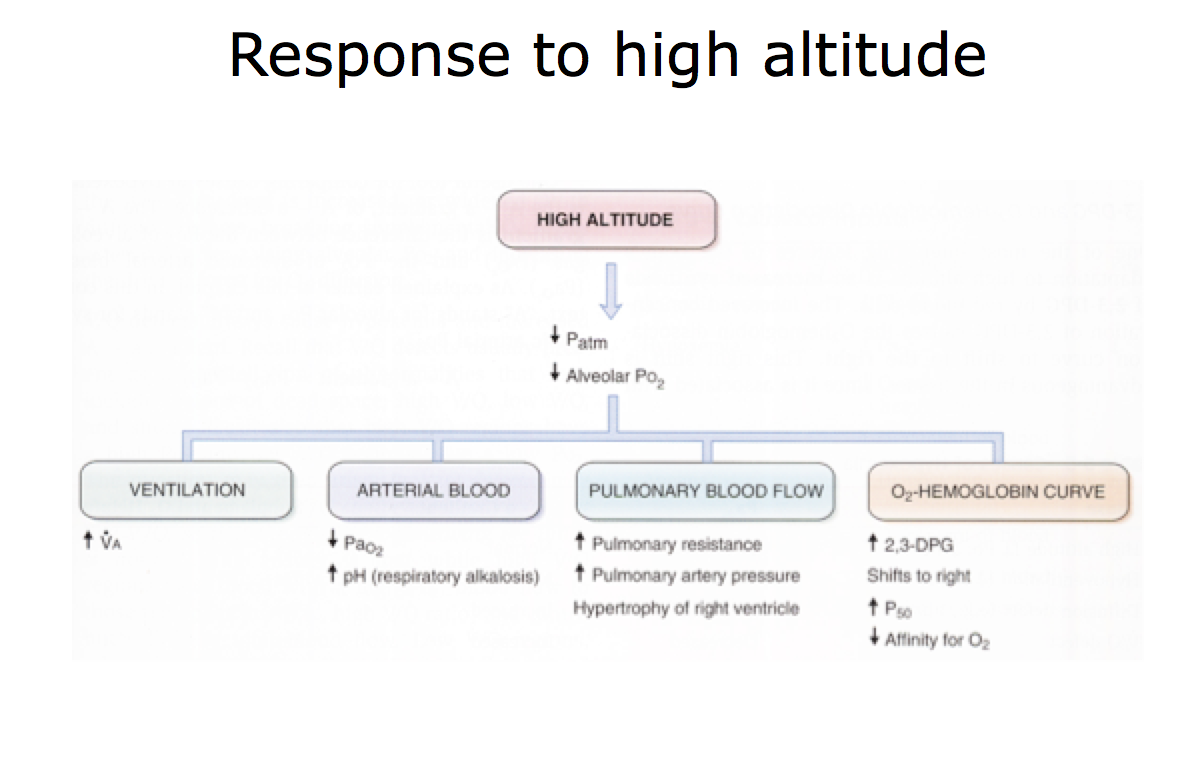Histology Physiology Flashcards Memorang