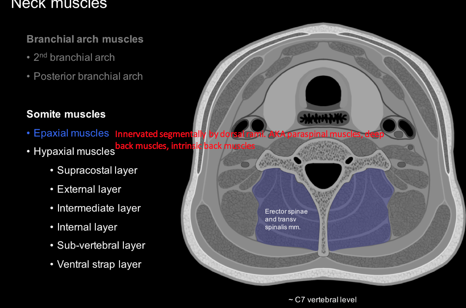 Posterior Neck Anatomy Layers