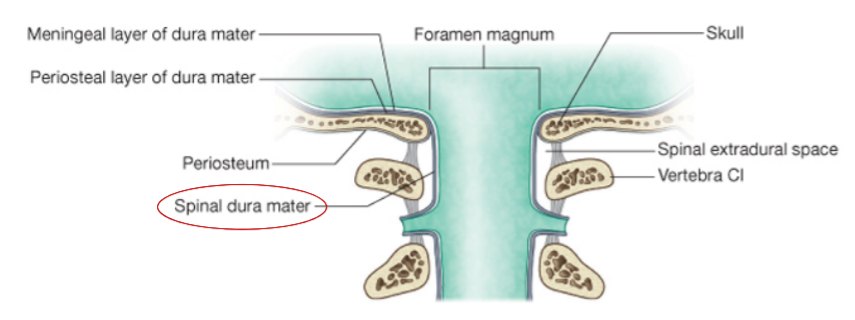 Foramen Magnum Spinal Cord