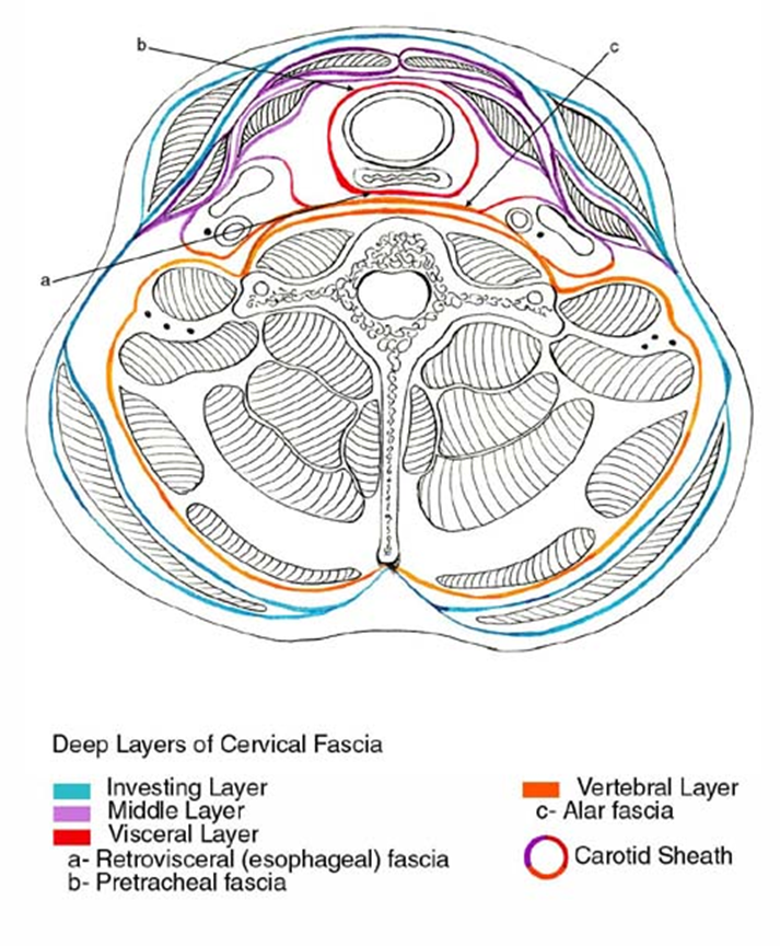 Alar Fascia