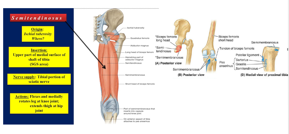 Semitendinosus Origin And Insertion
