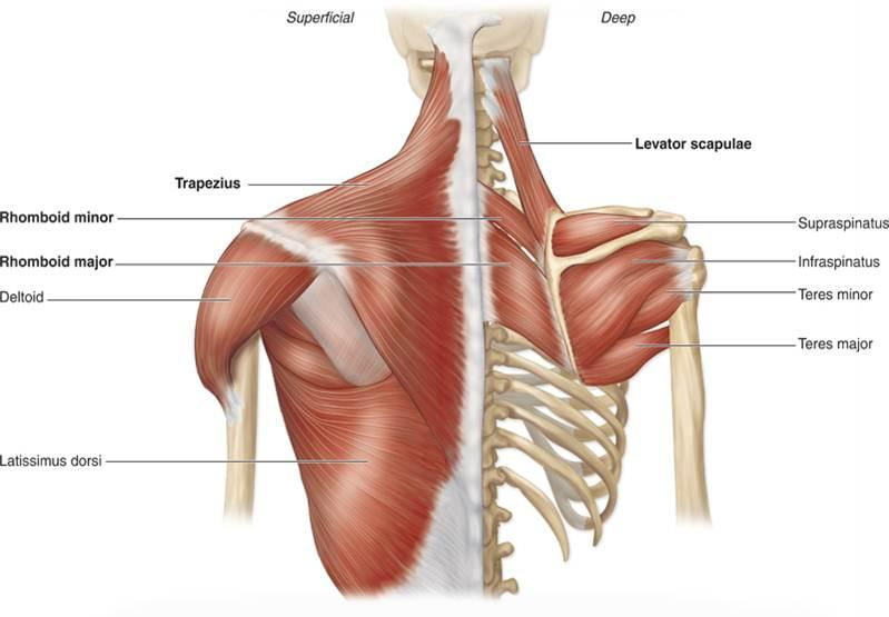 Muscles Flashcards | Memorang