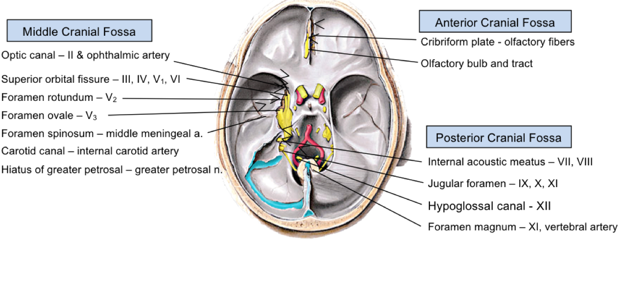 Middle Cranial Fossa Foramen