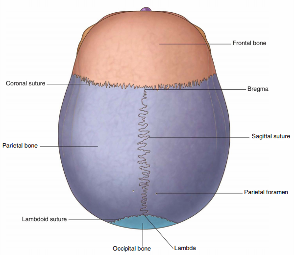 Skull Flashcards | Memorang