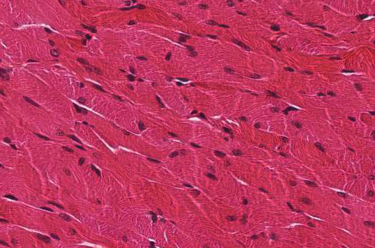 Pathology Outlines Histology