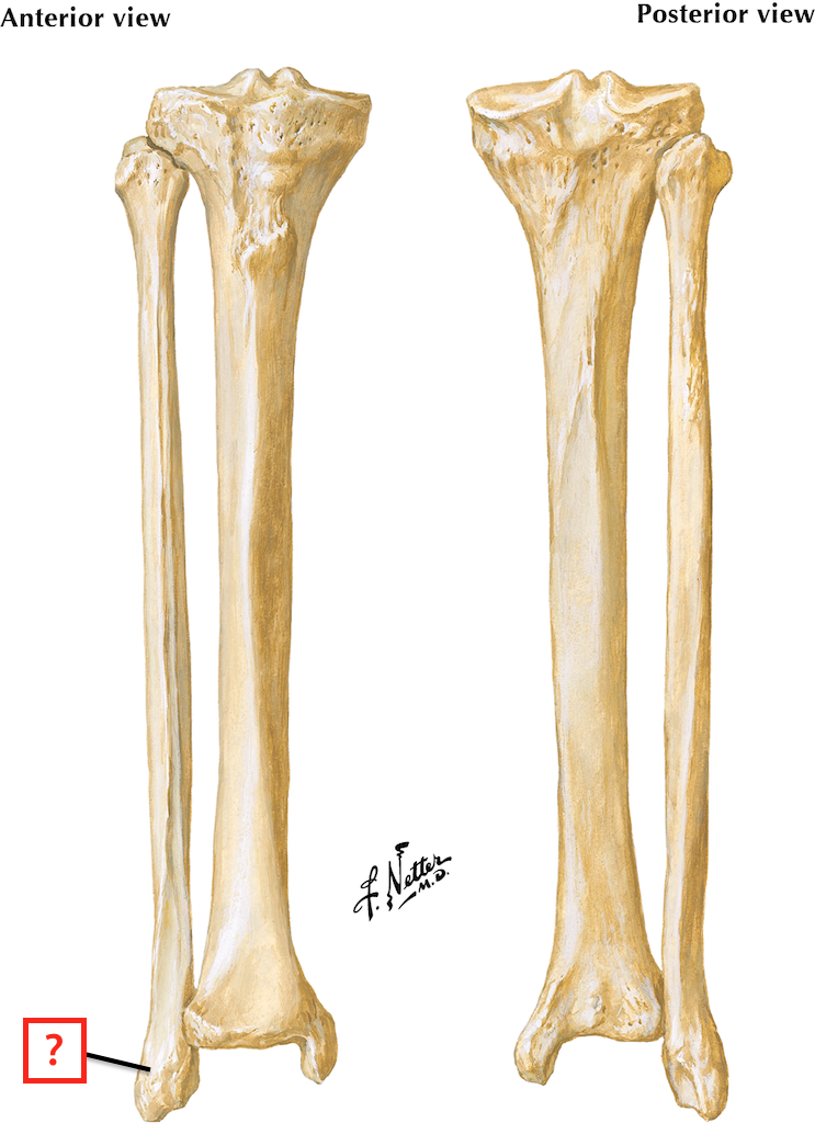 Tibia And Fibula Unlabeled