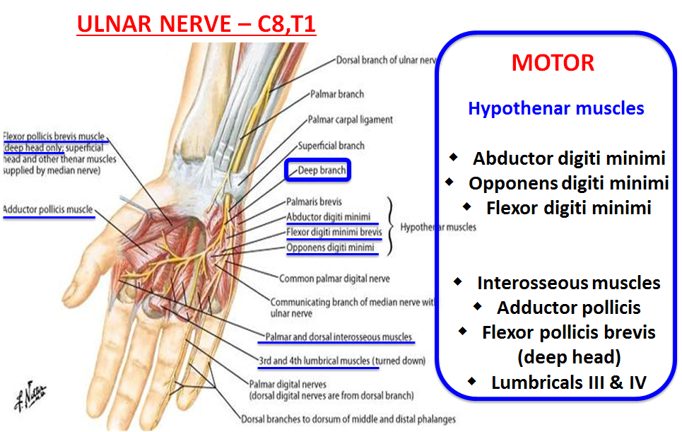Ulnar Nerve Motor Distribution