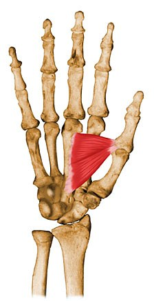 palm Flashcards | Memorang