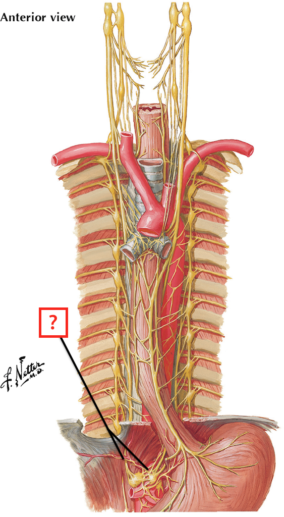 Posterior Thoracic Plexus