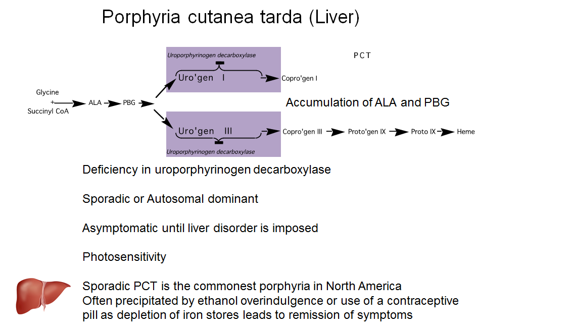 Porphyria Cutanea Tarda Pathway