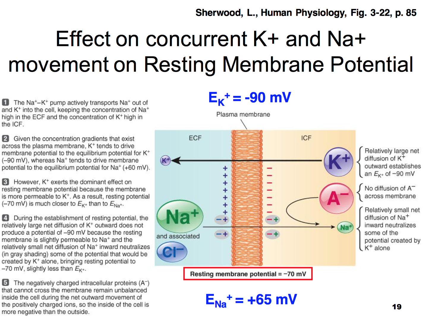 Ion Movements At Resting Potential Mastering Biology