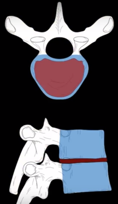 Anatomy Flashcards | Memorang